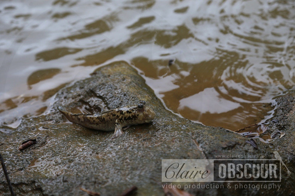 Wildlife Photography - Claire Obscuur